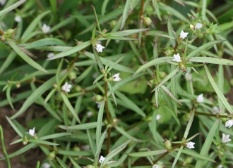 Hedyotis diffusa - Alchetron, The Free Social Encyclopedia